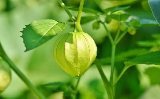 Manfaat Buah Ciplukan yang Kini Harganya Mahal | BantenNews.co.id ...