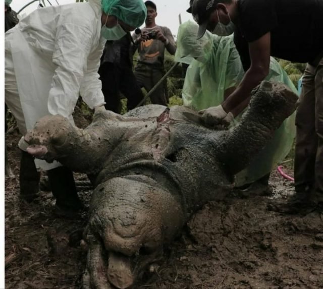 Satu Ekor Badak Jawa di Ujung Kulon Ditemukan Mati | BantenNews.co.id ...