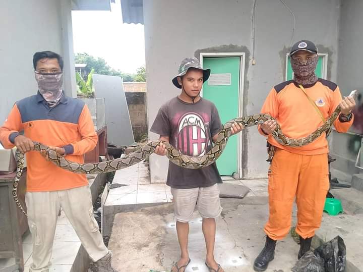 Warga Kedaleman Geger Temukan Ular Sanca ‘Raksasa’ | BantenNews.co.id ... Warga Kedaleman Geger Temukan Ular Sanca ‘Raksasa’ | BantenNews.co.id ...