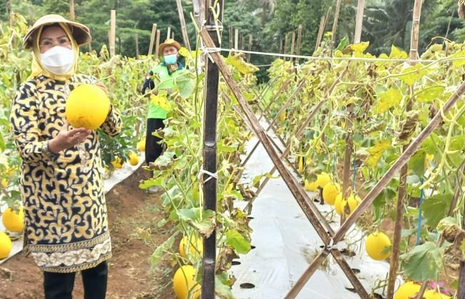 Panen Melon Emas Waringinkurung, Pemkab Serang Bidik Pasar Dalam Negeri ...