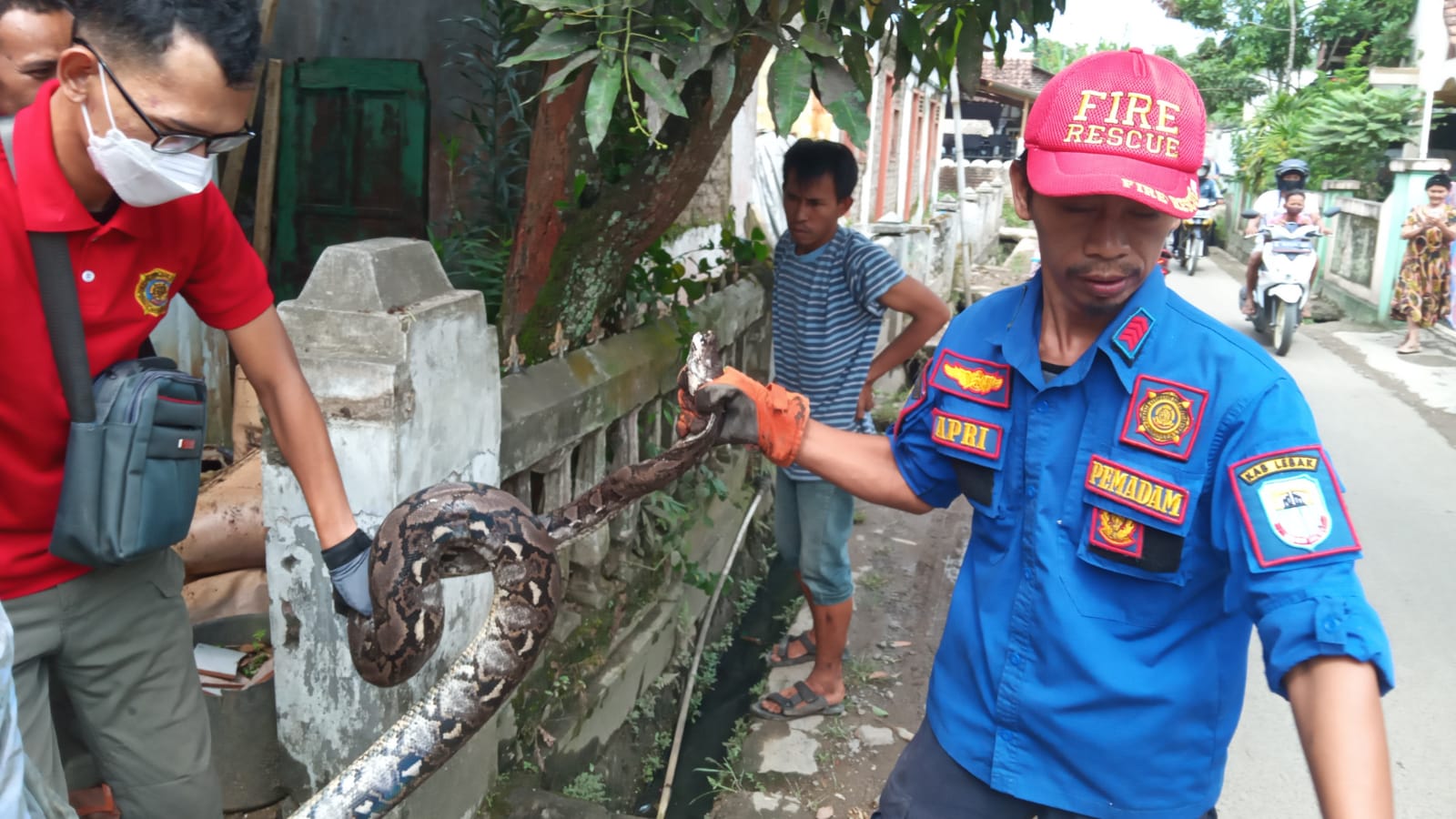 Warga Lebak Dihebohkan Munculnya Ular Piton Sepanjang 3 Meter di Rumah ... Warga Lebak Dihebohkan Munculnya Ular Piton Sepanjang 3 Meter di Rumah ...