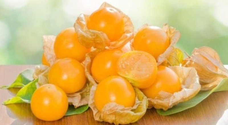 Ciplukan, Dulu Diremehkan Sekarang Harganya Selangit | BantenNews.co.id ...