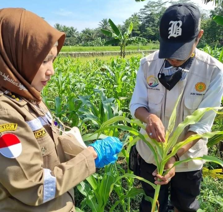 Karantina Pertanian Pantau Sebaran OPT/OPTK di Pandeglang | BantenNews ...