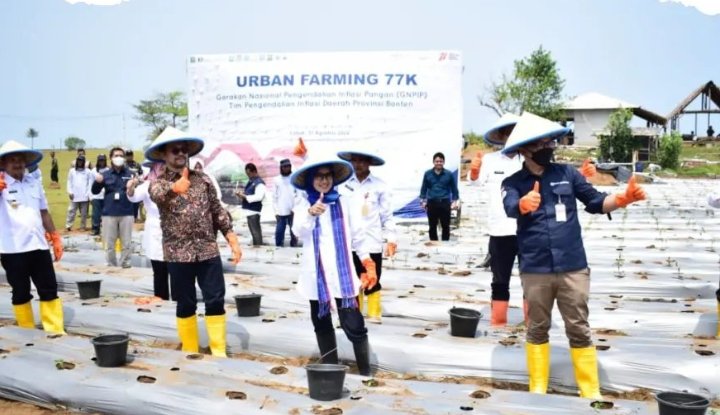 Gerakan Nasional Pengendalian Inflasi Pangan 2022, 77 Ribu Bibit Cabai ...