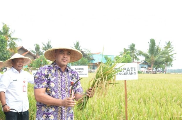 Demplot Mina Padi Pakuhaji Tangerang, Sekali Panen Dapat 2 Komoditi ...