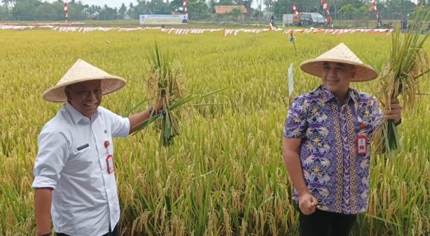 Cuma 3 Bulan, Mina Padi Kabupaten Tangerang Panen Ikan Nila dan Padi ...