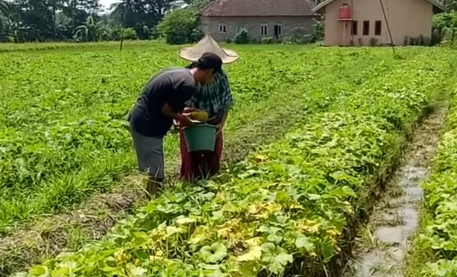 Petani Timun Suri di Warunggunung Lebak Kebanjiran Order Saat Ramadan ...