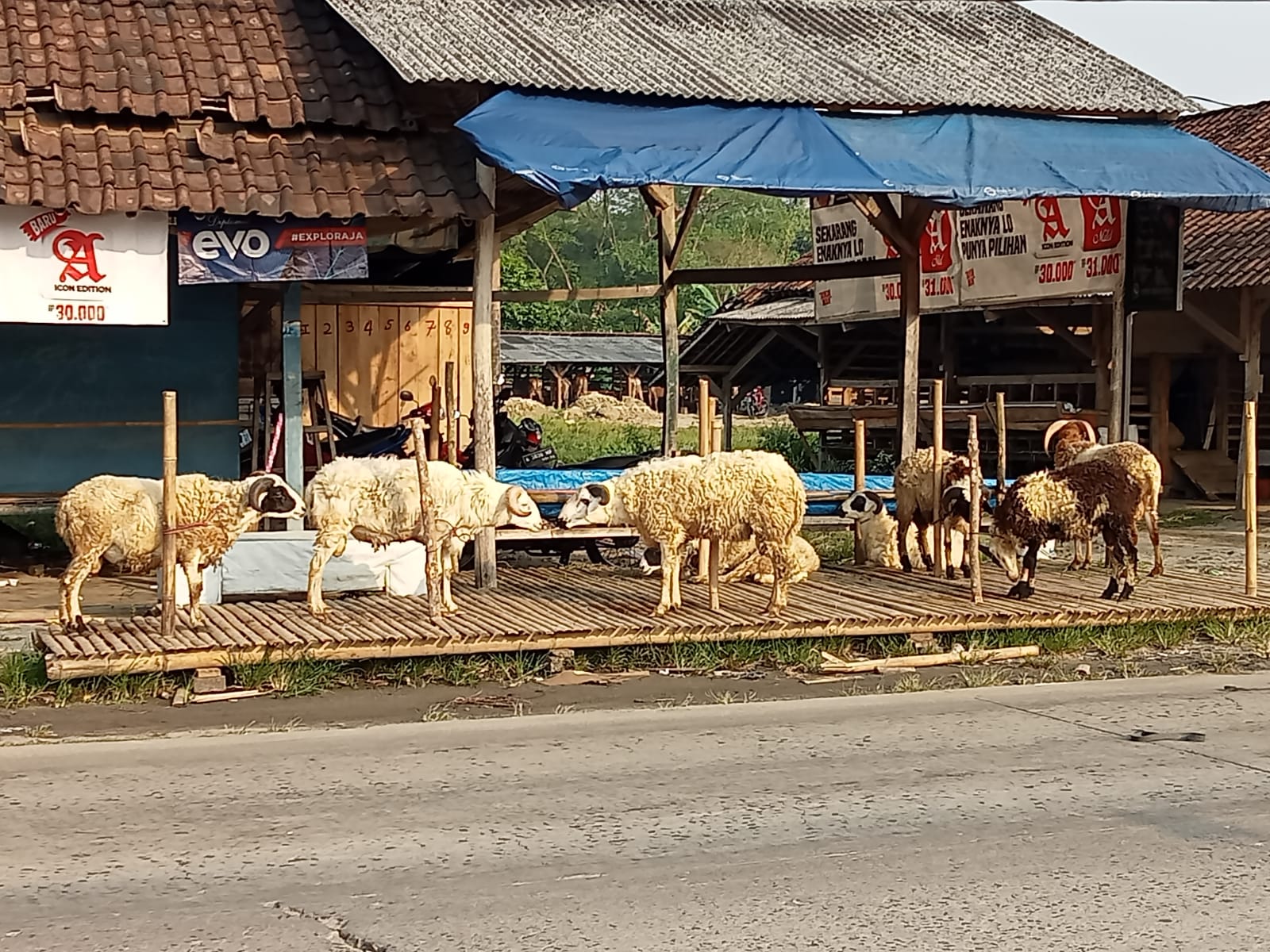 Jelang Idul Adha, Penjual Hewan Kurban Bermunculan di Rangkasbitung ... Jelang Idul Adha, Penjual Hewan Kurban Bermunculan di Rangkasbitung ...