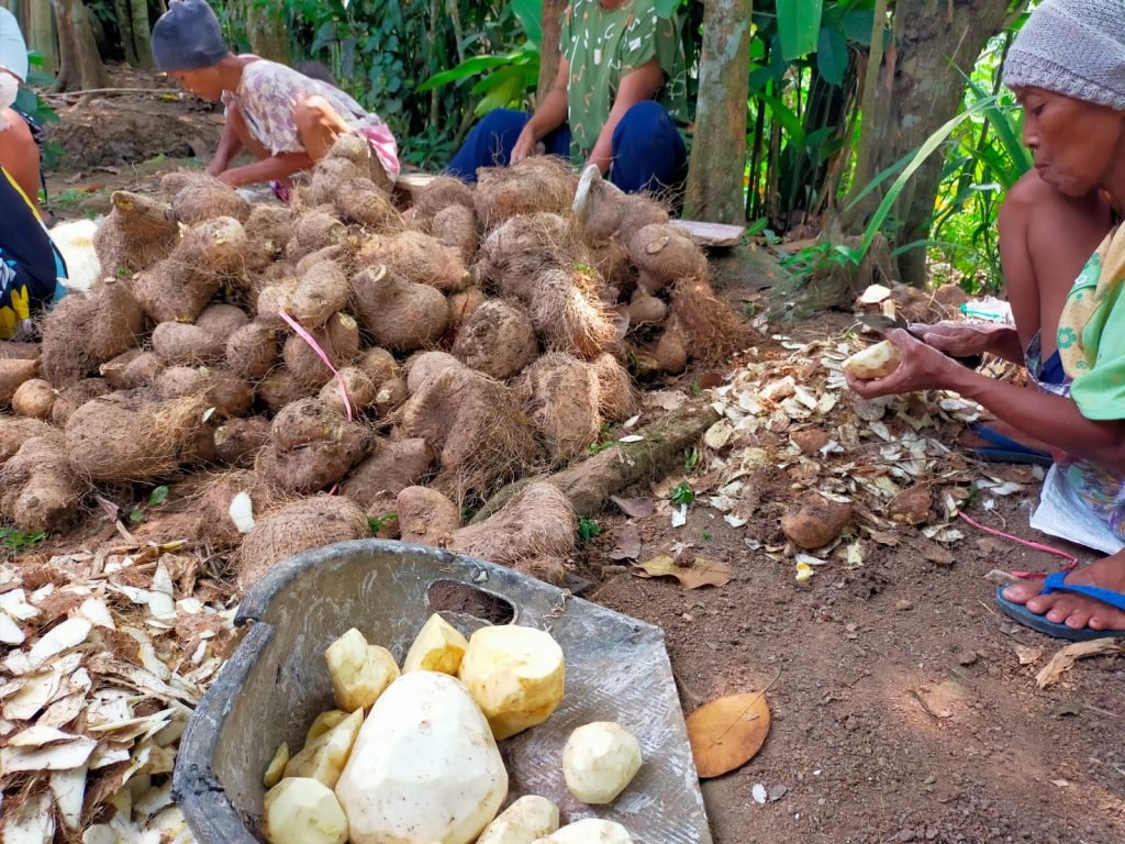 Warga Cimanggu Lebak Olah Tanaman Gadung Jadi Keripik | BantenNews.co ...