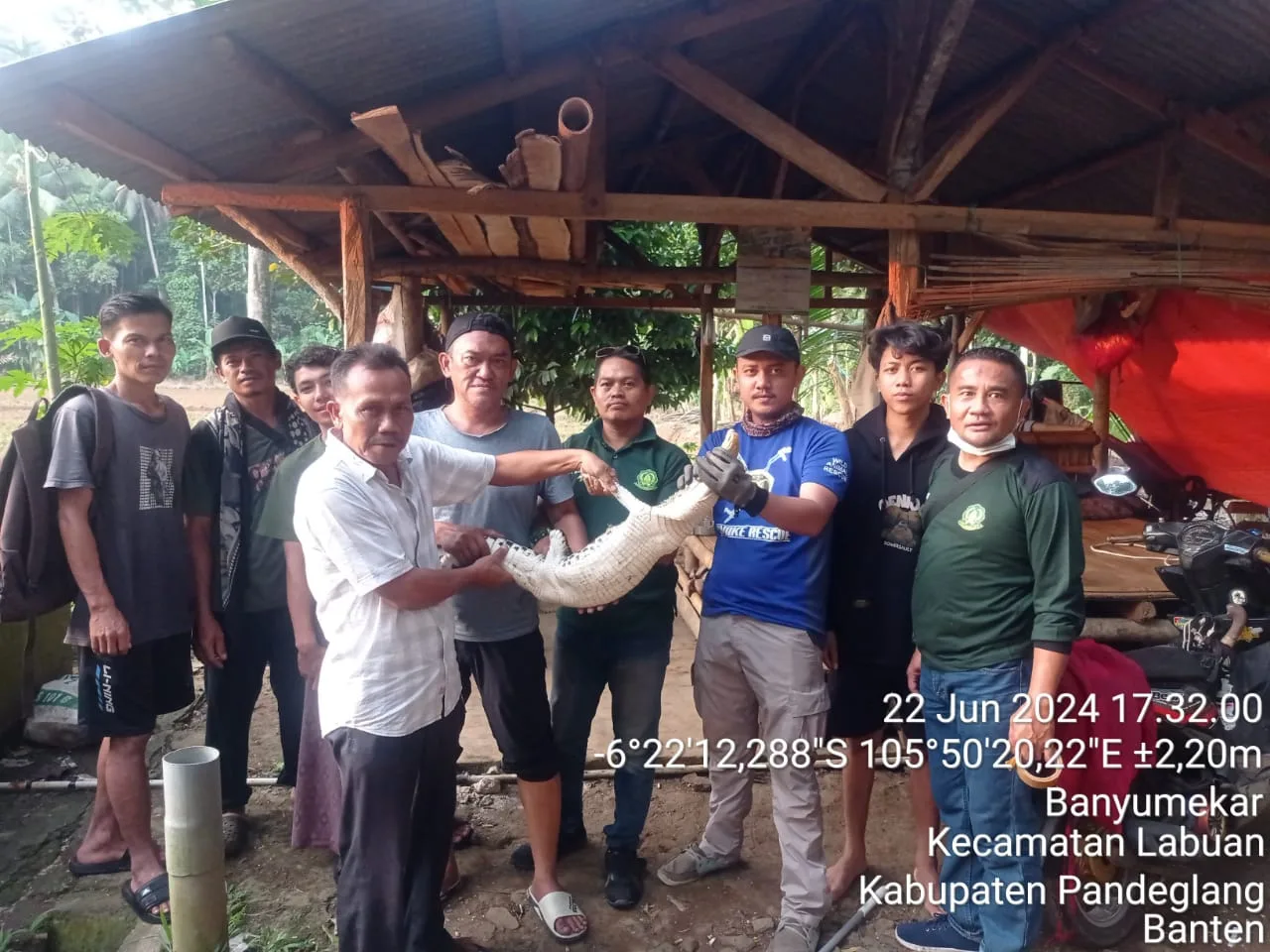 Kemunculan Buaya Muara Gegerkan Warga Labuan Pandeglang | BantenNews.co ... Kemunculan Buaya Muara Gegerkan Warga Labuan Pandeglang | BantenNews.co ...