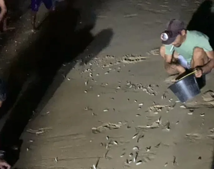 Warga Lebak Dihebohkan Fenomena Alam Ribuan Ikan Melompat ke Darat ... Warga Lebak Dihebohkan Fenomena Alam Ribuan Ikan Melompat ke Darat ...